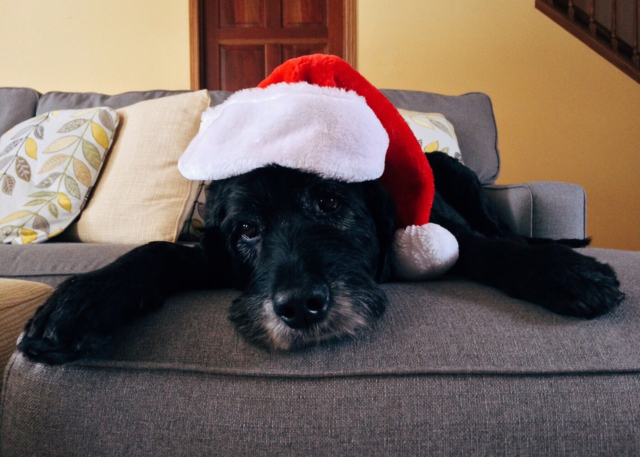 500+ Free Christmas Dog & Christmas Images - Pixabay