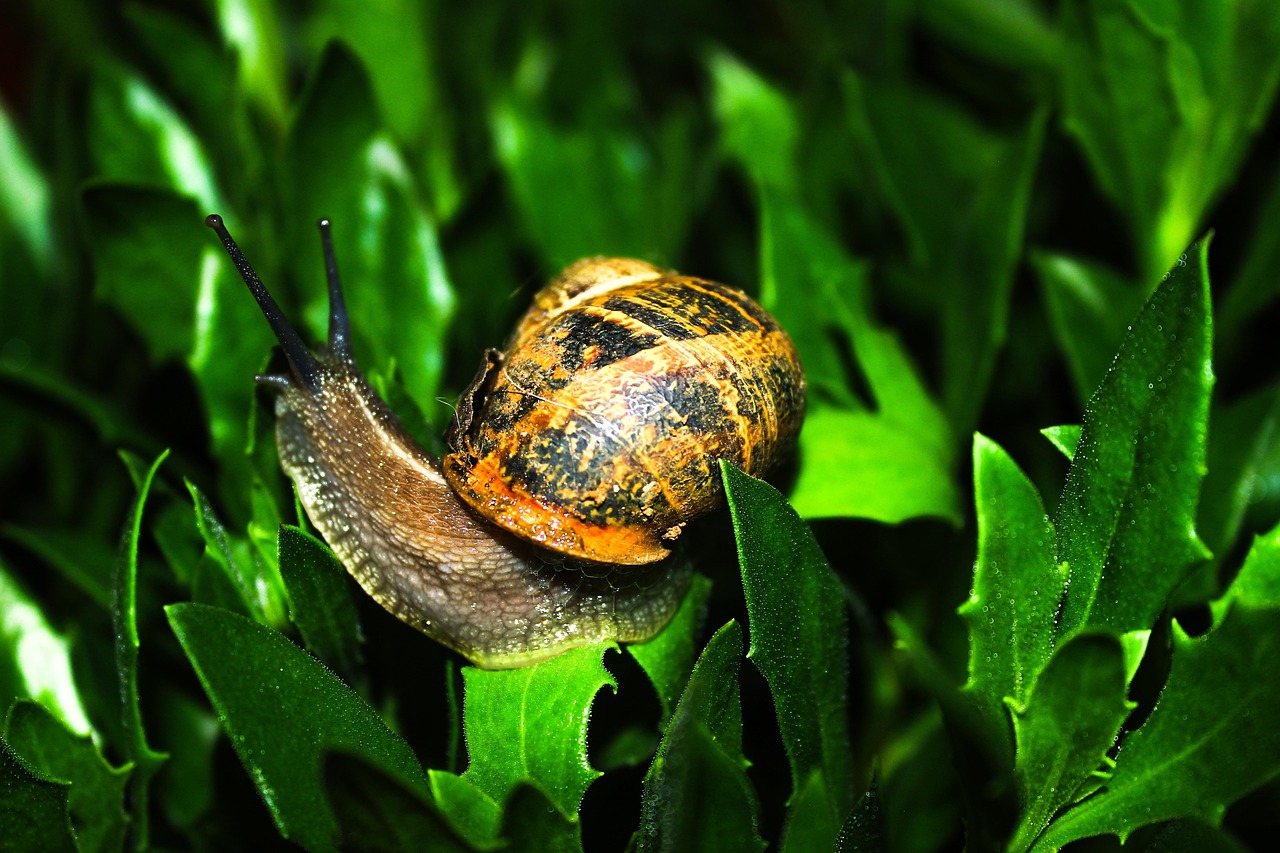Escargot Animal Nature - Photo gratuite sur Pixabay - Pixabay