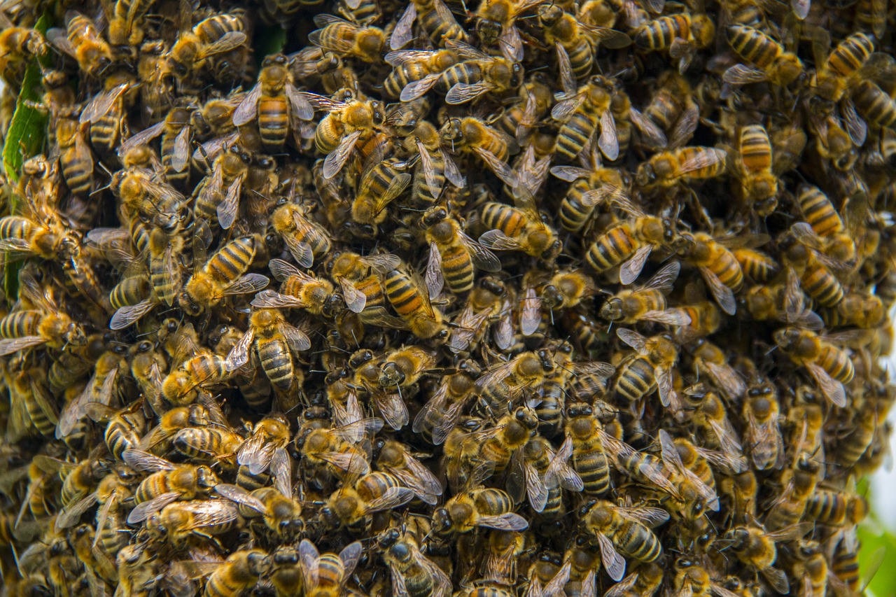 Abejas Enjambre De - Foto gratis en Pixabay - Pixabay