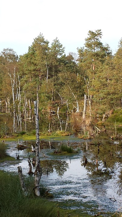 Moor Wetland Swamp Nature - Free photo on Pixabay - Pixabay