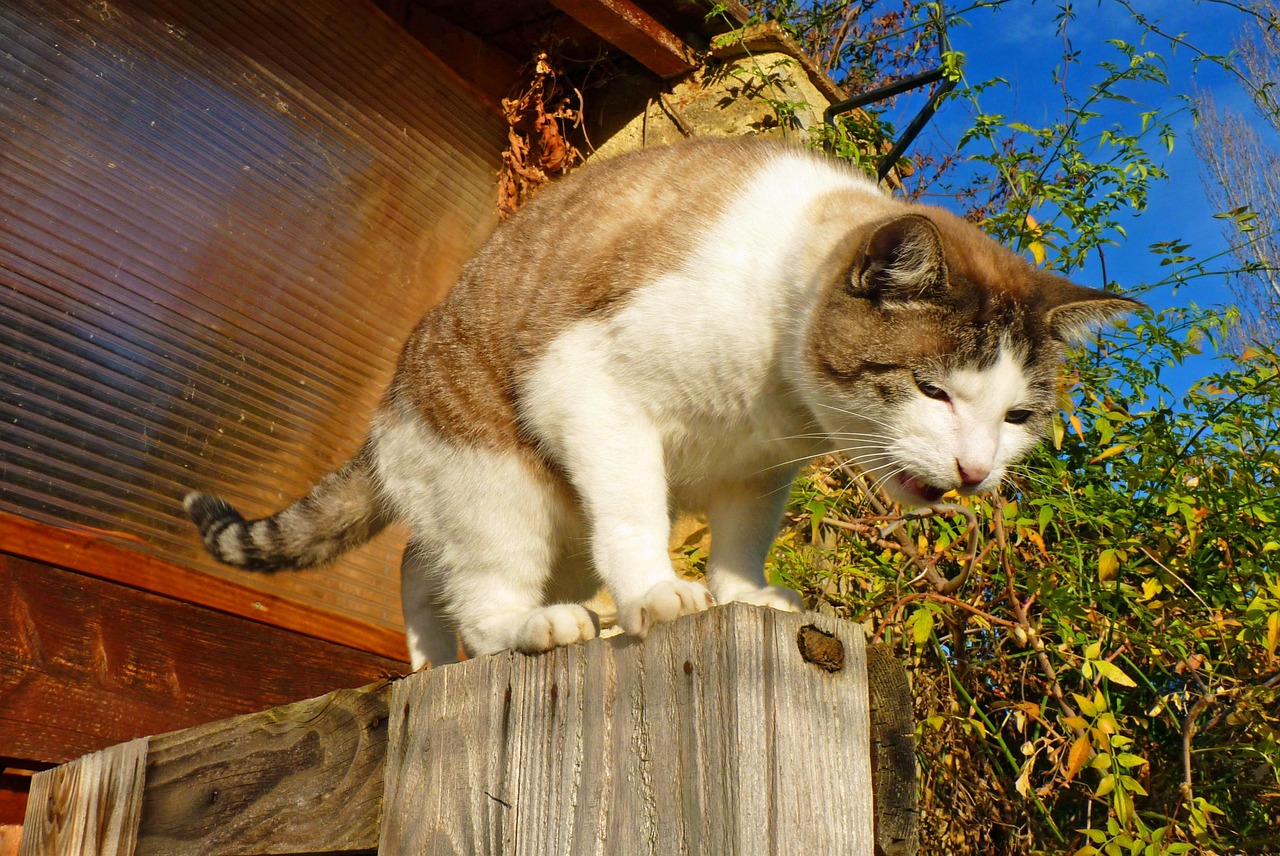Gato Felino Animal Doméstico - Foto gratuita no Pixabay - Pixabay