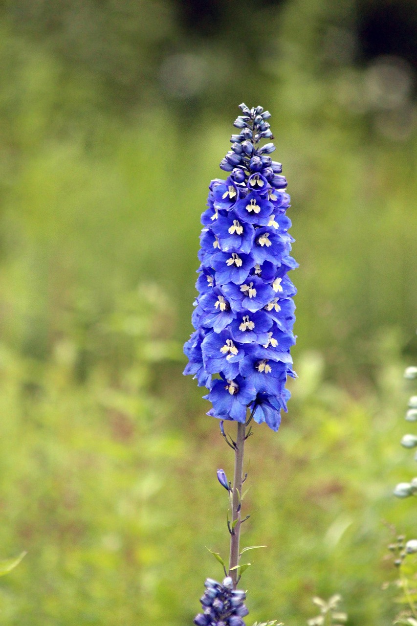 Delphinium Blue Flower - Free photo on Pixabay - Pixabay