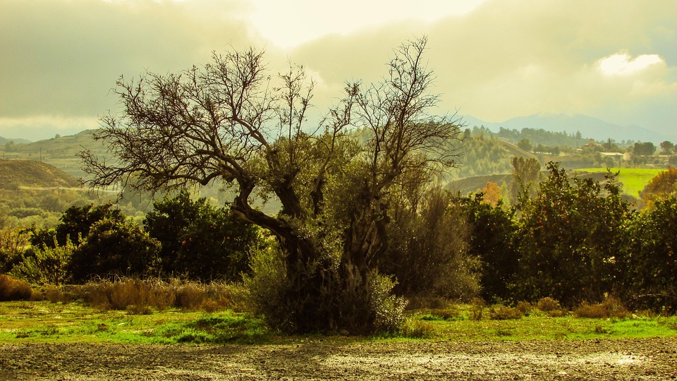 Olive Tree Nature Countryside - Free photo on Pixabay