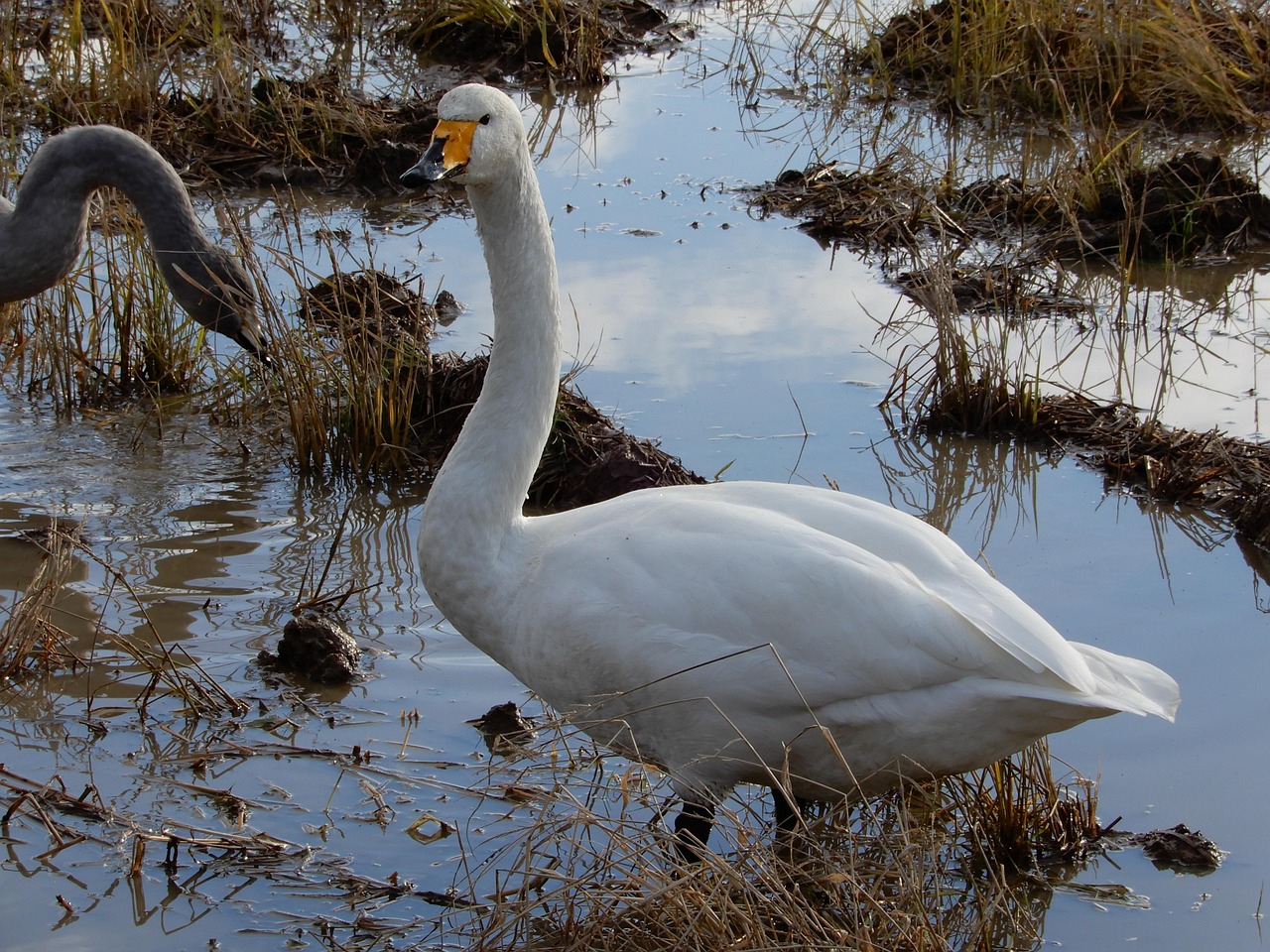 Animal Swan Waterfowl Yamada'S - Free photo on Pixabay - Pixabay