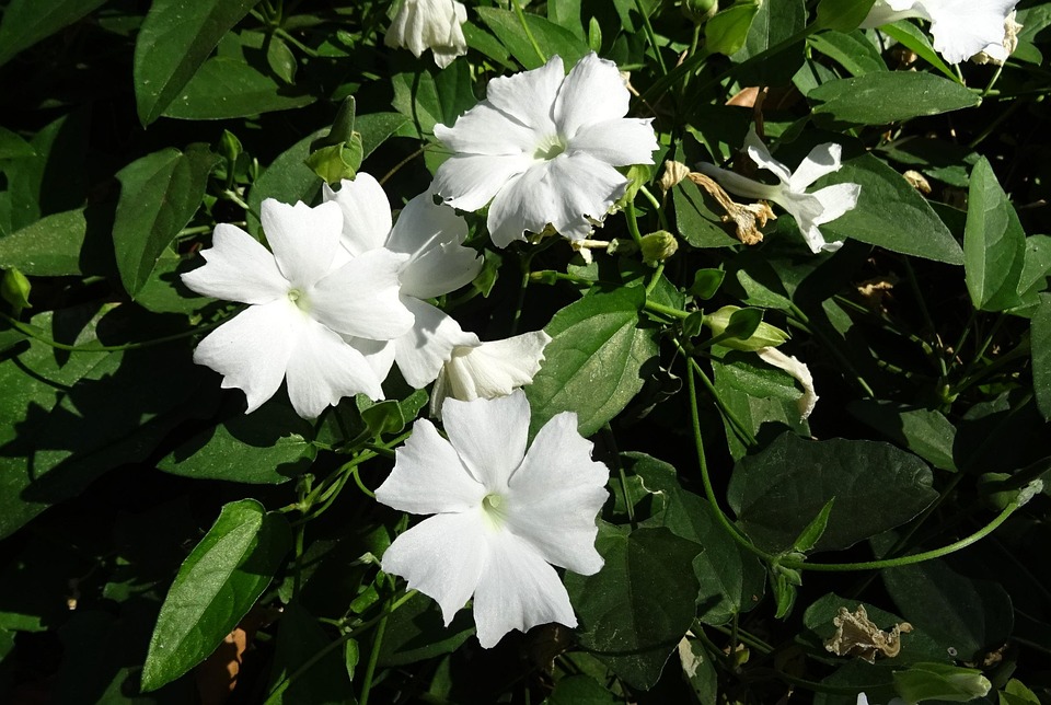 Lady Putih Bunga Thunbergia - Foto gratis di Pixabay - Pixabay