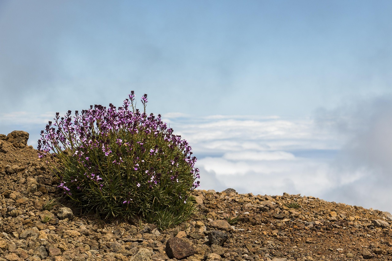 Flower La Palma Canary Islands - Free photo on Pixabay