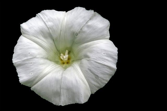 Blossom Bloom White - Free photo on Pixabay - Pixabay