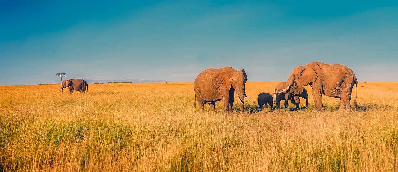 Mais de 800 imagens grátis de Savanna e Savana - Pixabay
