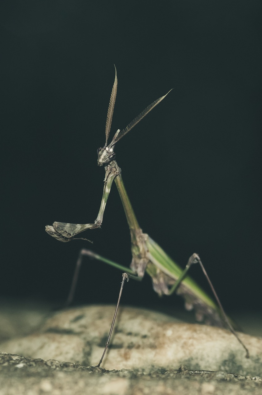 800+ Free Mantis & Praying Mantis Images - Pixabay