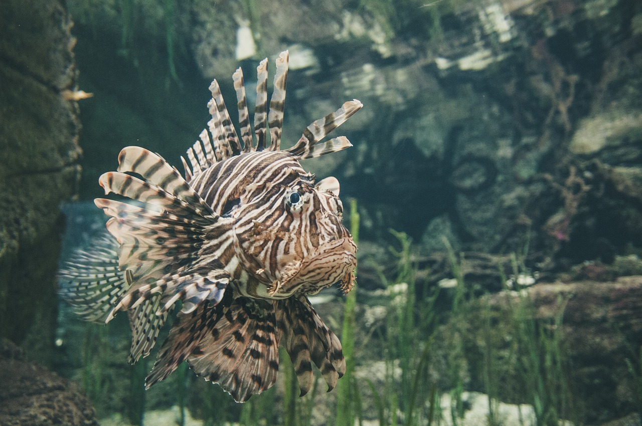 +10.000 Ücretsiz Poisonous Fish ve Doğa Görseli - Pixabay
