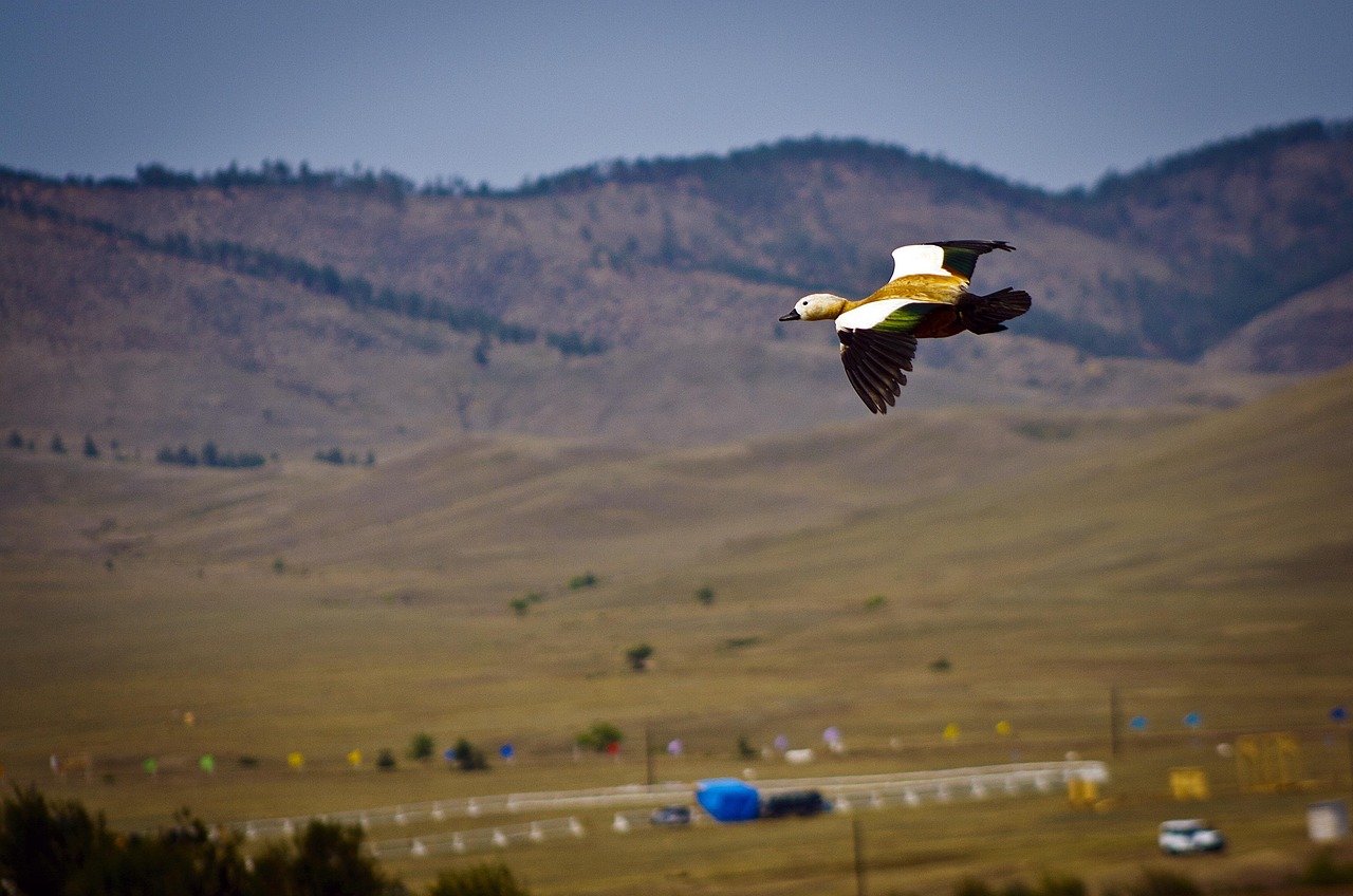 70+ Free Duck Hunting & Duck Images - Pixabay