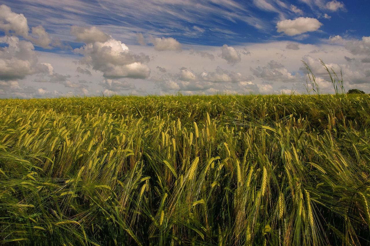 Fields Of Gold Barley Agriculture - Free photo on Pixabay - Pixabay