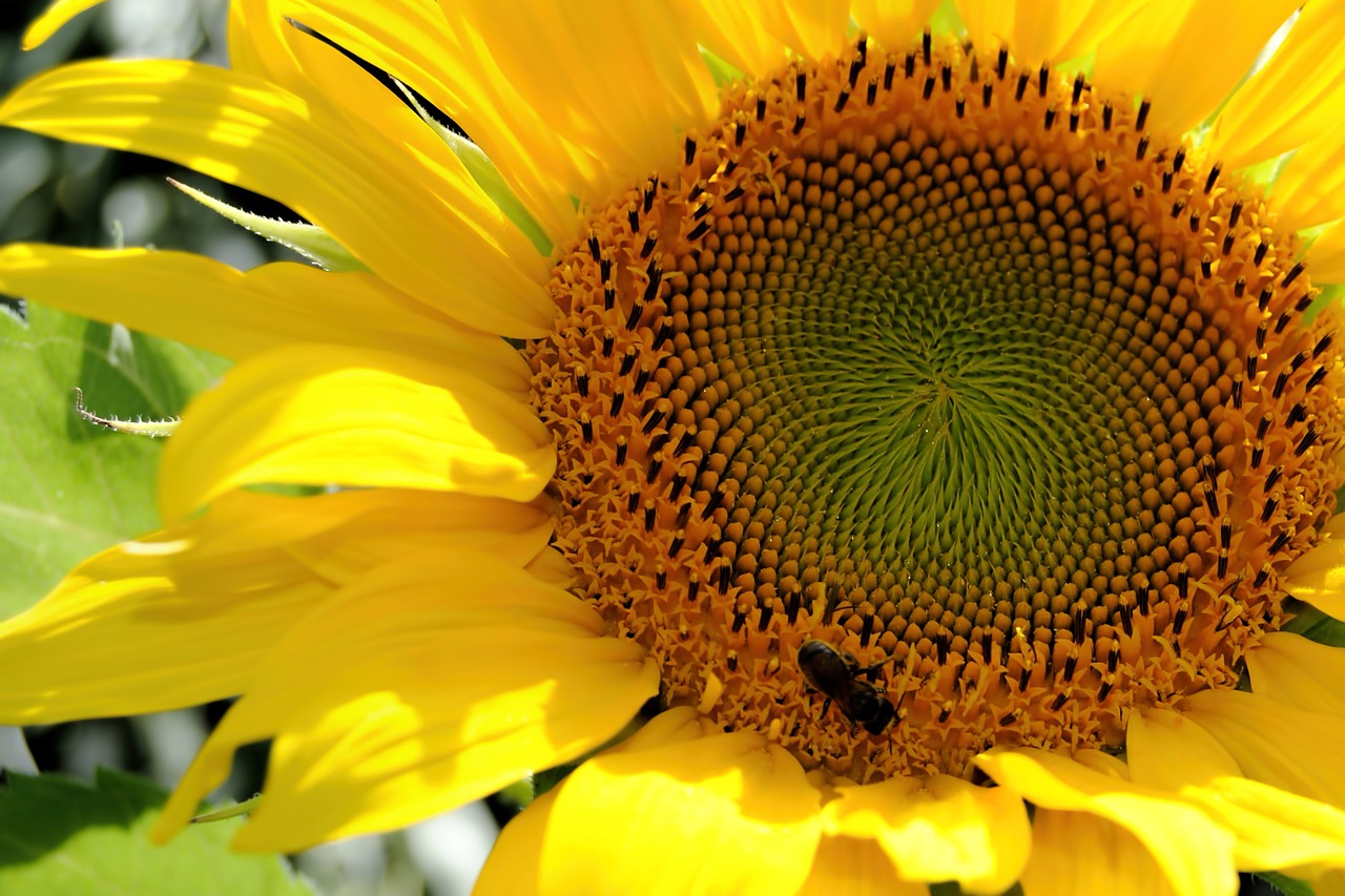 Bunga Matahari Kuning Lebah - Foto gratis di Pixabay - Pixabay