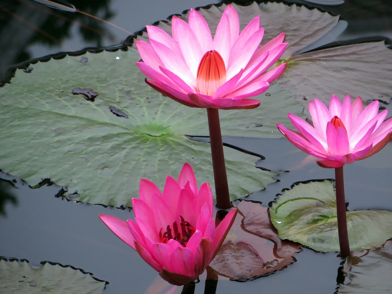Asia Laos Lily Air - Foto gratis di Pixabay - Pixabay