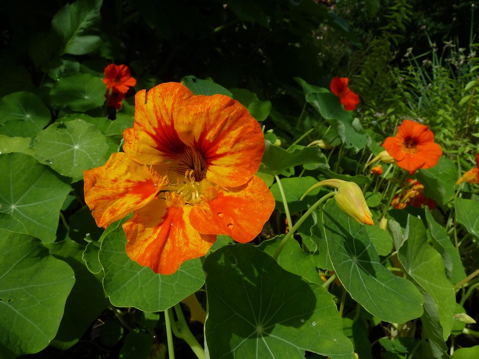 Tropaeolum Majus Capucine - Photo gratuite sur Pixabay