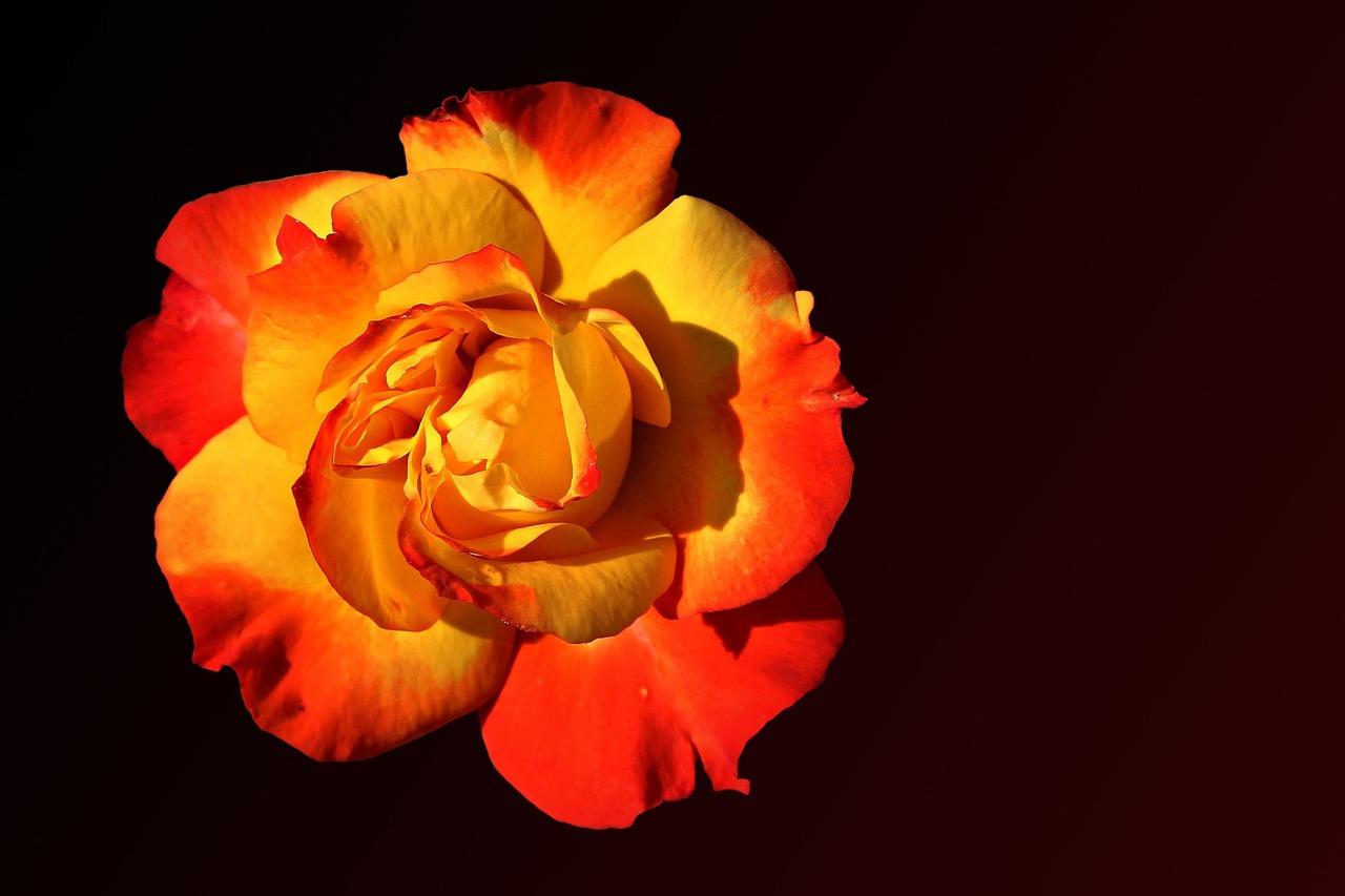 Rose Noble Blossom - Free photo on Pixabay