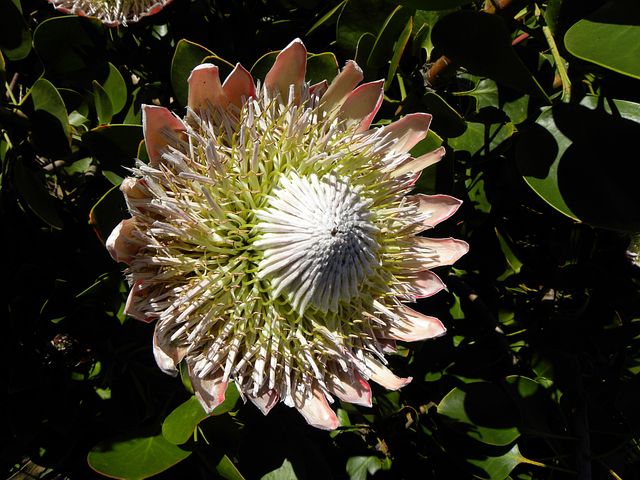 100+ Free Protea & Flower Photos - Pixabay