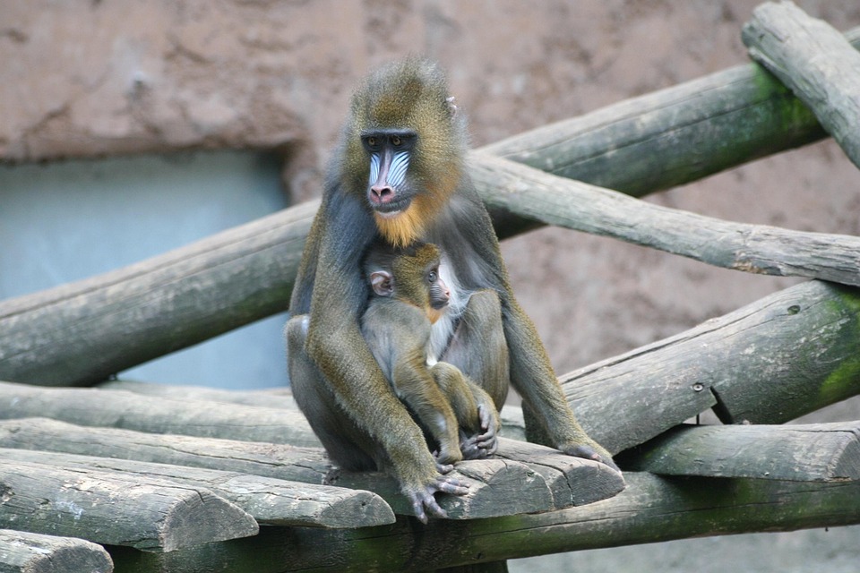 Ape Zoo Wildlife - Free photo on Pixabay - Pixabay