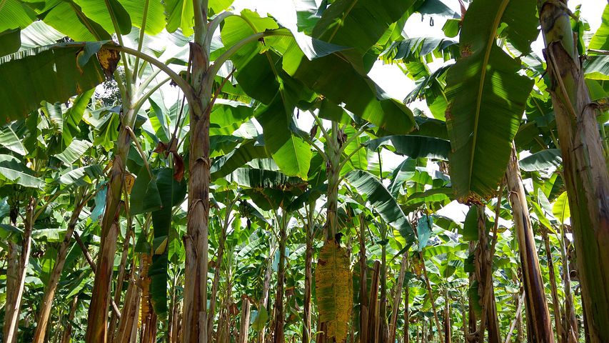 60以上の無料Banana Plantation&バナナ画像 - Pixabay