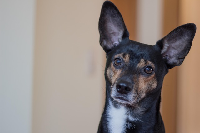 Perro Animal Híbrido - Foto gratis en Pixabay - Pixabay