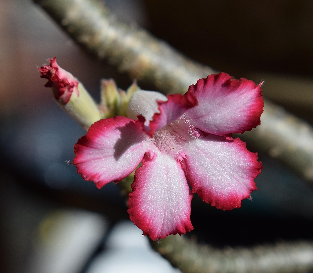80,000+ Free Desert Rose & Desert Images - Pixabay
