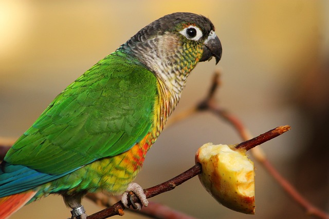Bird Parrot Feeding - Free photo on Pixabay