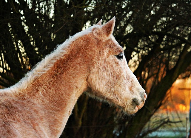 Más de 10 imágenes gratis de Caballo Ruano y Caballo - Pixabay