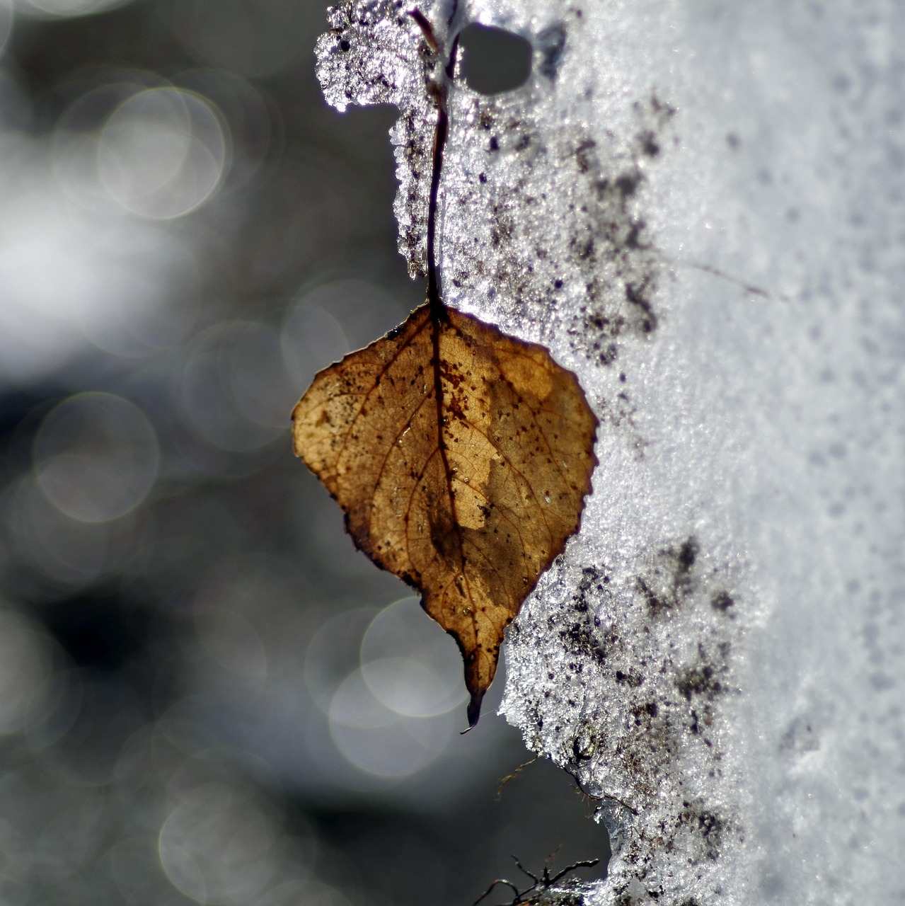 Freeze Thaw Frost - Free photo on Pixabay