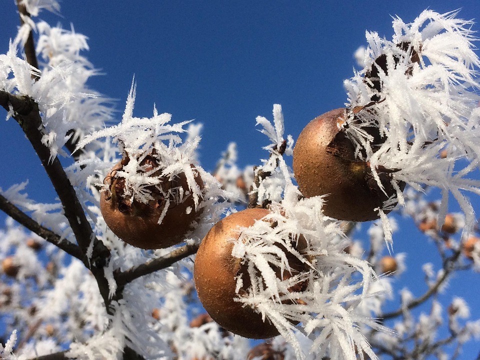Eisig Schnee Zweige - Kostenloses Foto auf Pixabay - Pixabay