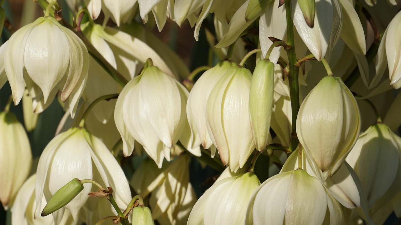 Yuca Flores Blanco Palma - Foto gratis en Pixabay - Pixabay