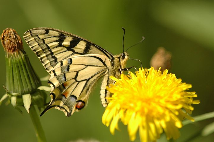 100+ Free Yellow Tiger & Yellow Images - Pixabay