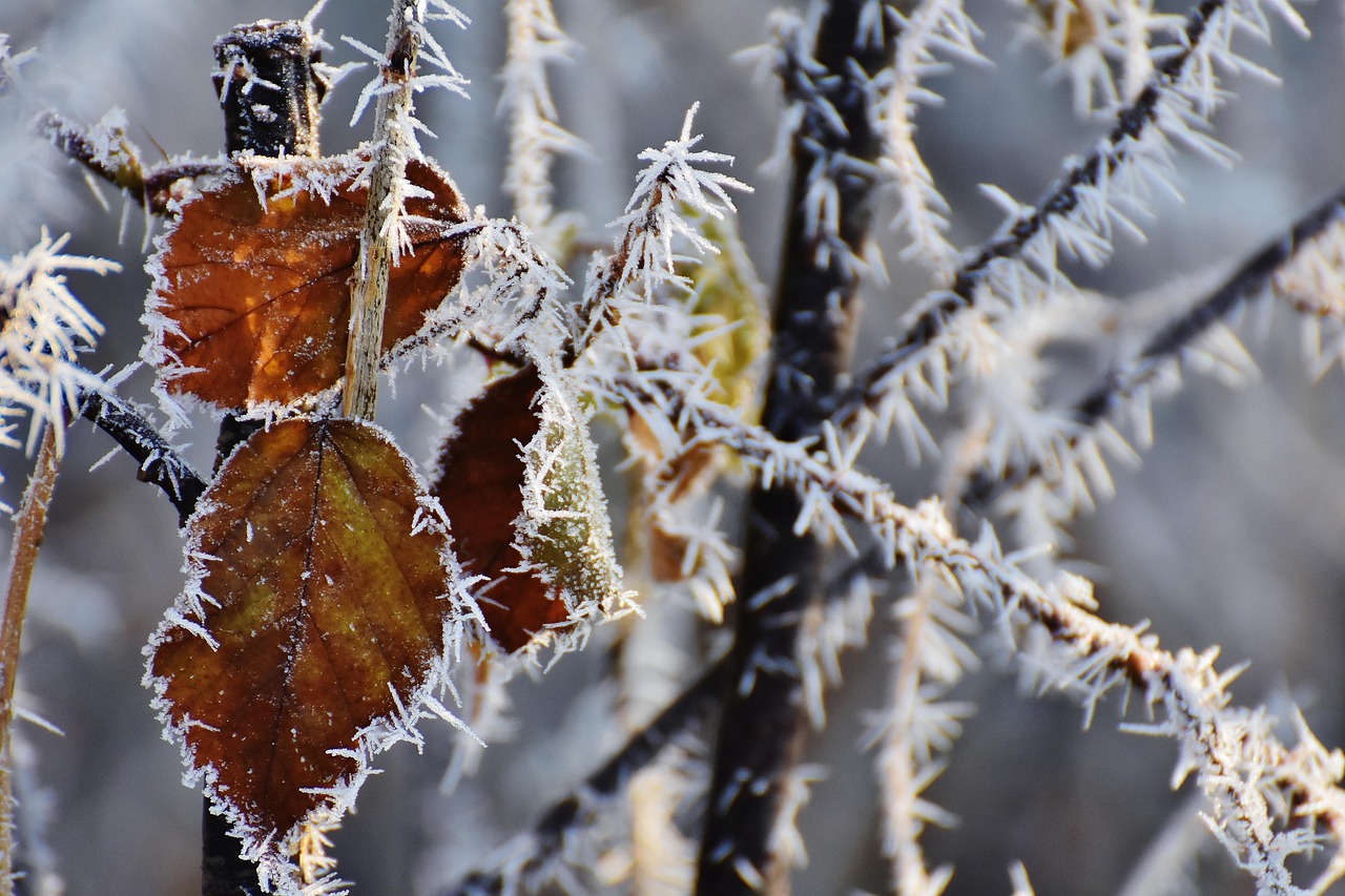 600+ kostenlose Winterzeit und Winter-Bilder - Pixabay