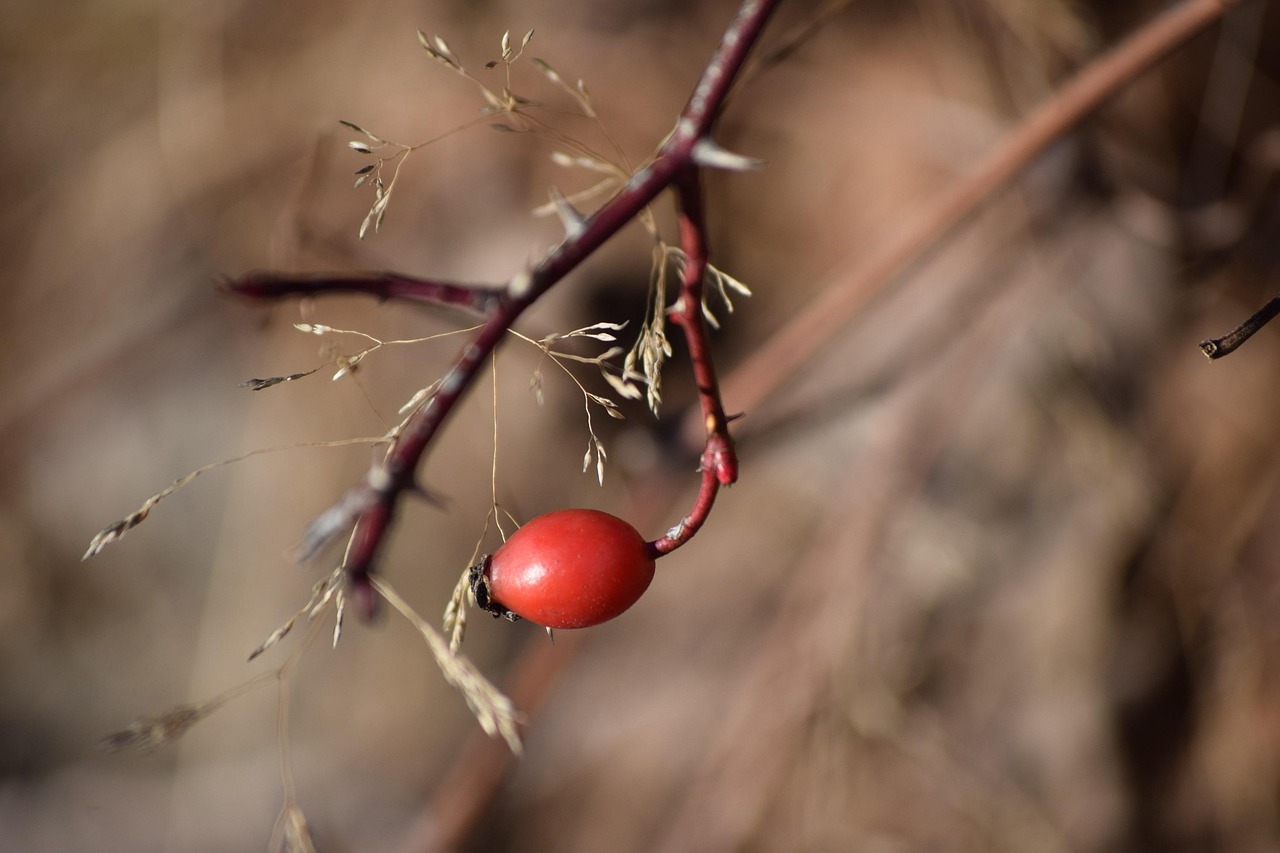 Rosehip Mountain Branch - Free photo on Pixabay - Pixabay