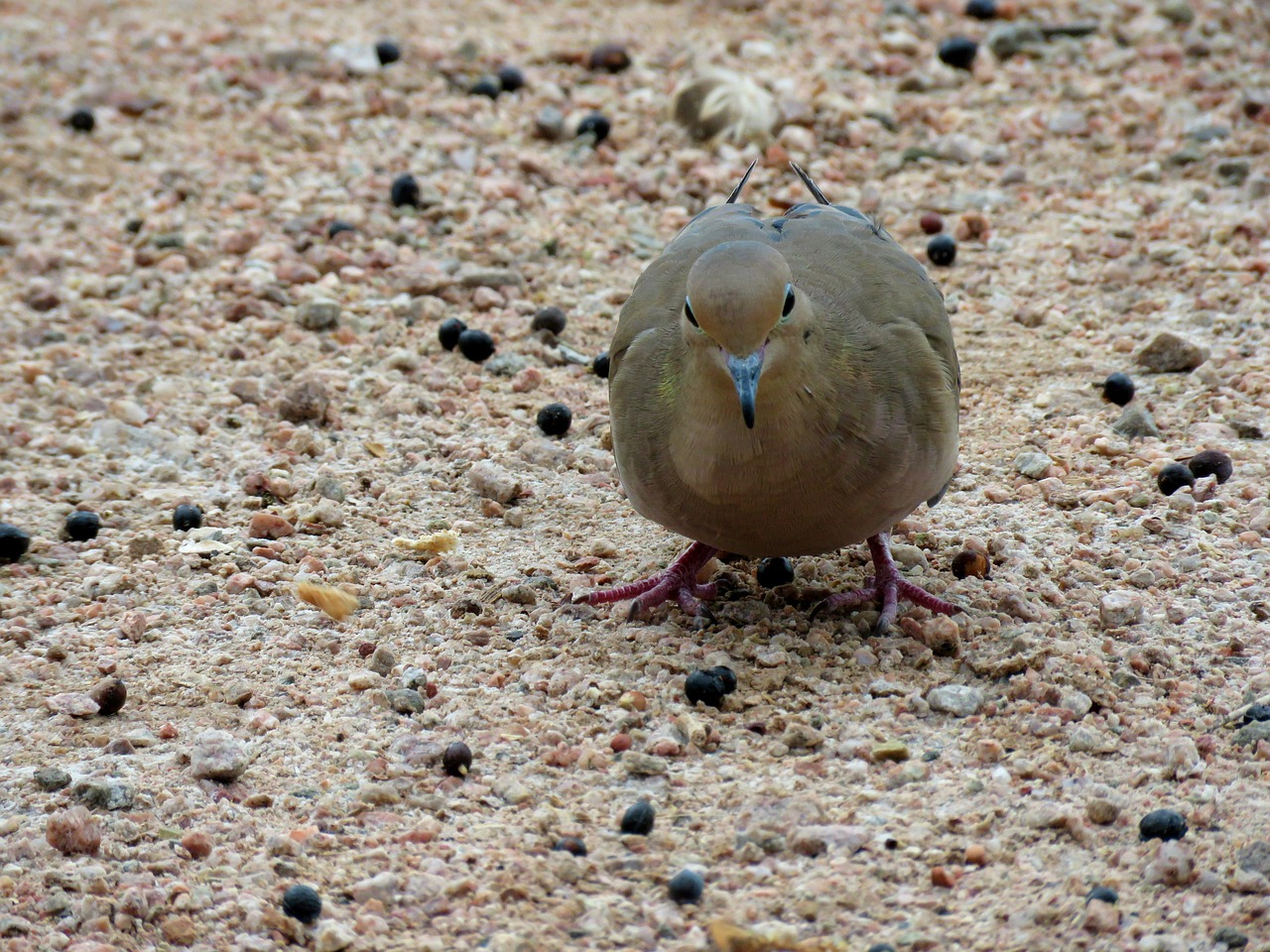 Colombe En Deuil Oiseau - Photo gratuite sur Pixabay - Pixabay