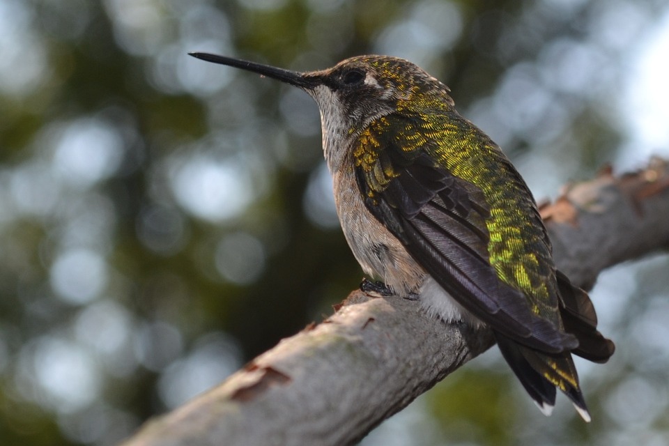 Mujer Colibrí Garganta De Rubí - Foto gratis en Pixabay - Pixabay