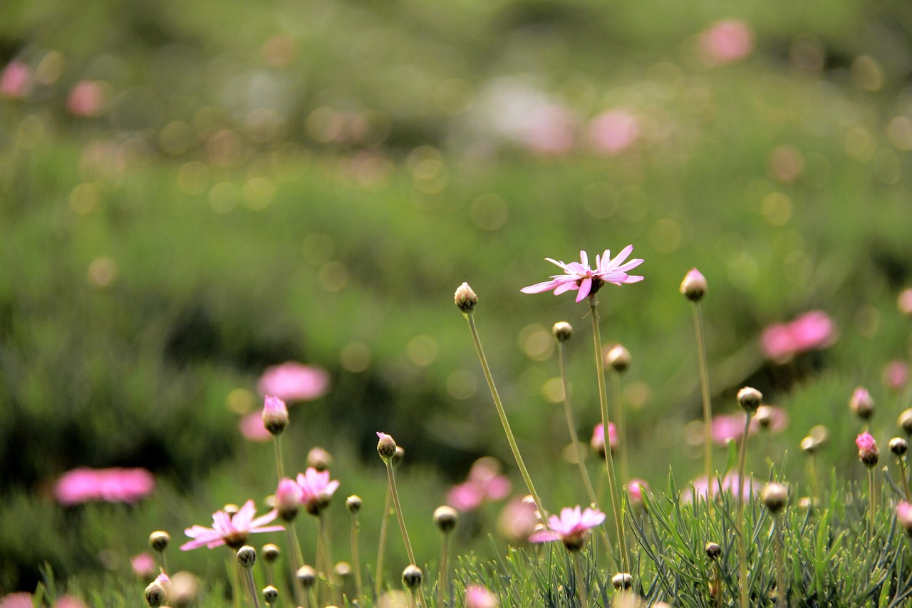 Margaret Daisy Industrias - Foto gratis en Pixabay - Pixabay