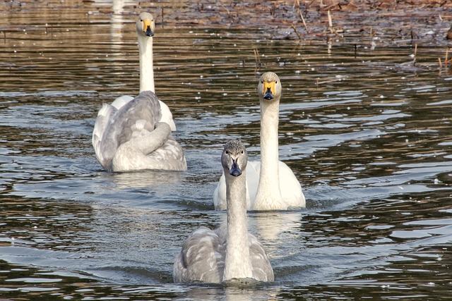 Animal Cisne Ave Aquática Animais - Foto gratuita no Pixabay - Pixabay