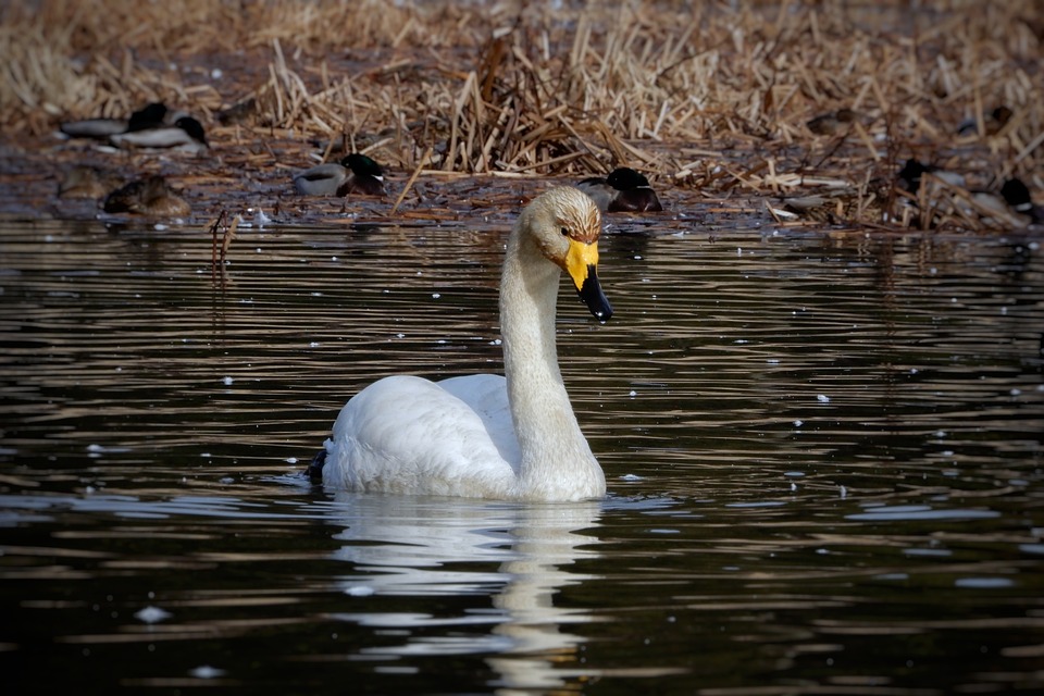 Animal Cisne Aves Acuáticas - Foto gratis en Pixabay - Pixabay