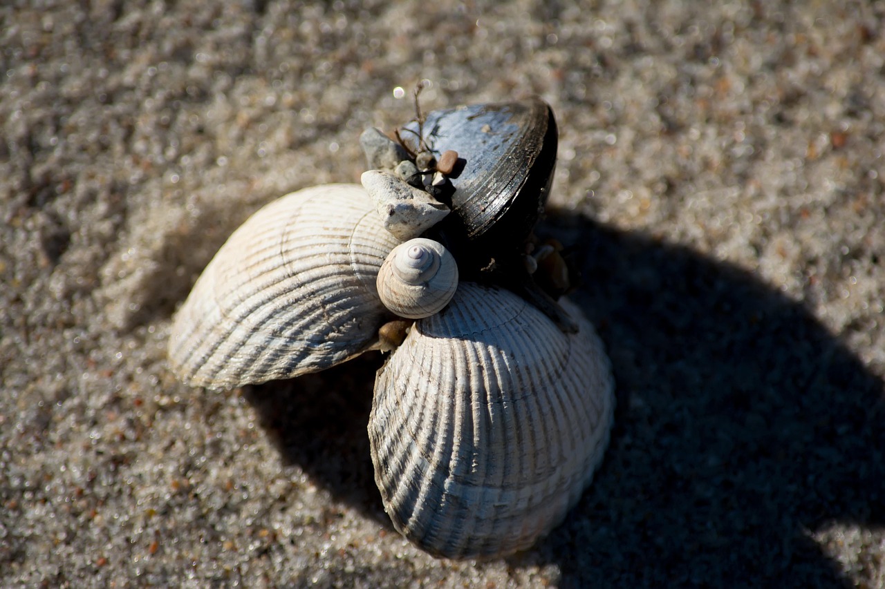 Shellfish Beach Sand - Free photo on Pixabay
