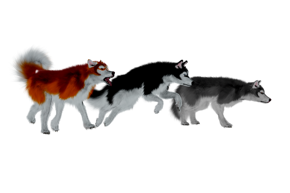 Download Husky Dog Pack Royalty-Free Stock Illustration Image - Pixabay