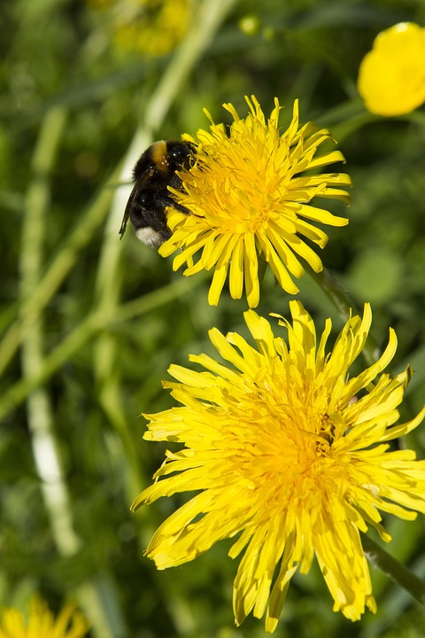 Löwenzahn Blume Pflanze - Kostenloses Foto auf Pixabay - Pixabay