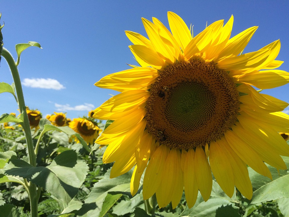 Sunflower Flowers Summer Free Photo On Pixabay Pixabay