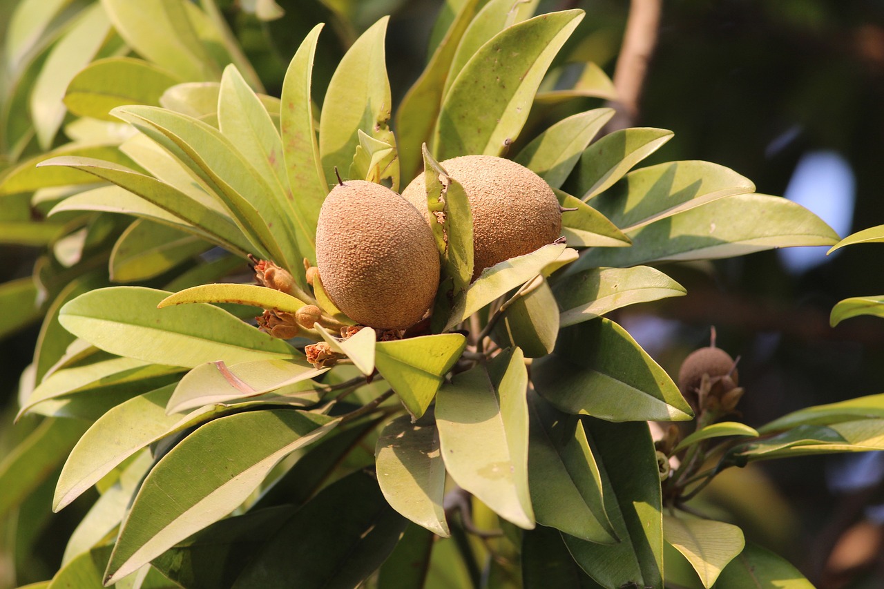 Sapodilla Chiku Fruit - Free photo on Pixabay - Pixabay