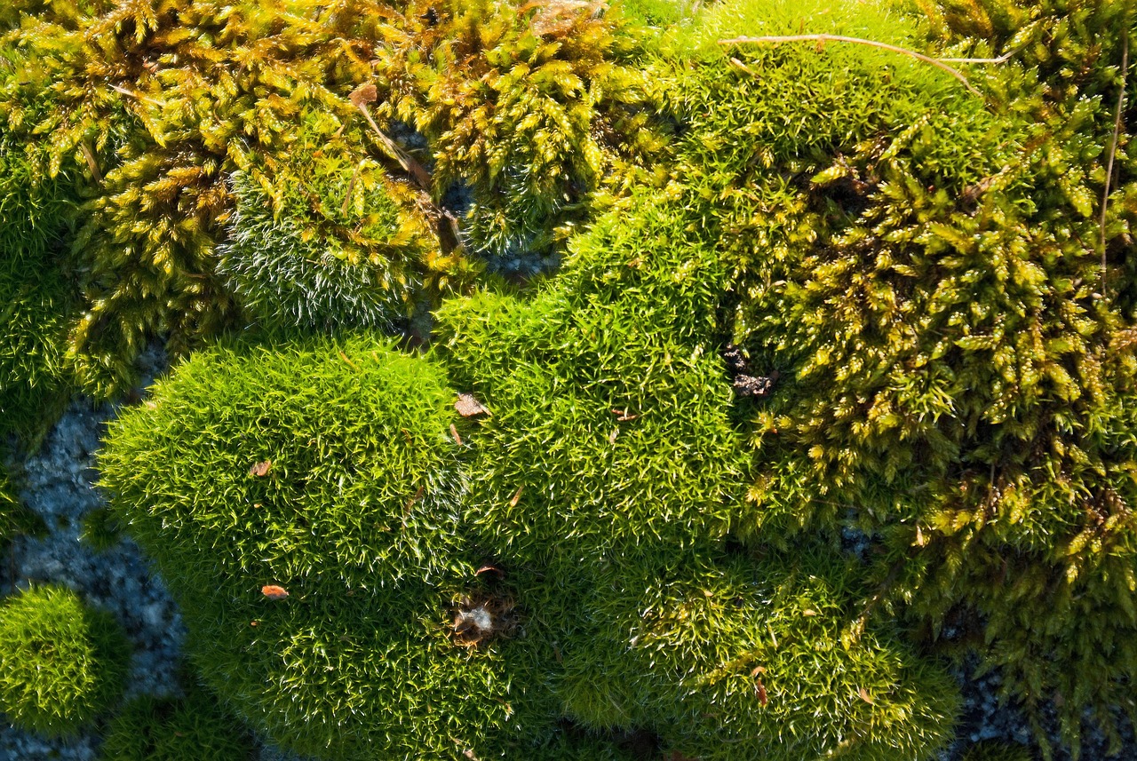 Lichen Moss Nature - Free photo on Pixabay