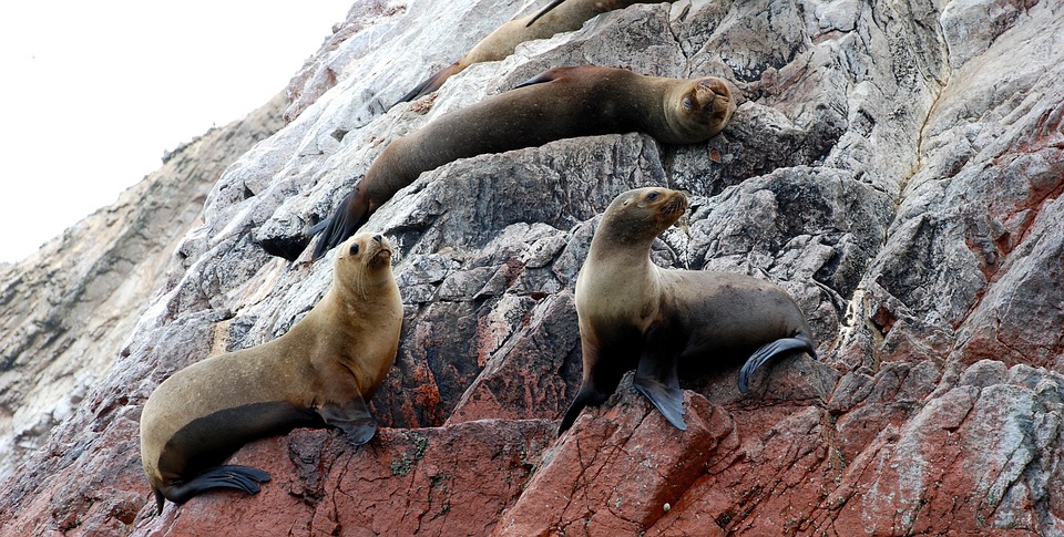 Ilhas Ballestas Paracas Reserva - Foto gratuita no Pixabay - Pixabay