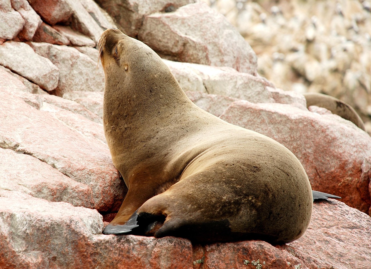 Más de 30 imágenes gratis de Paracas Peru y Paracas - Pixabay
