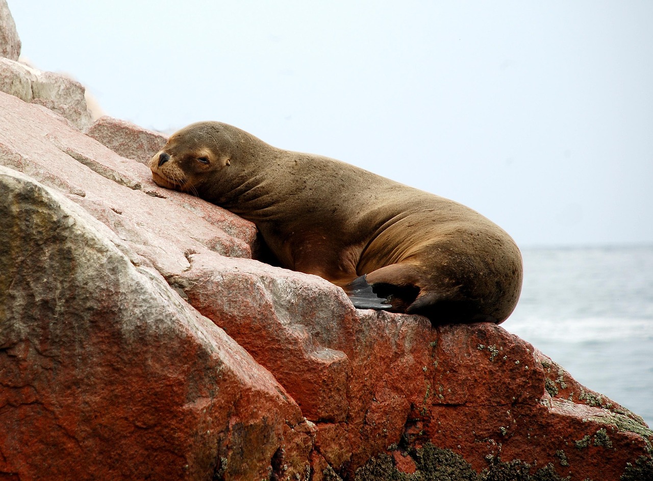 Más de 40 000 imágenes gratis de Lobos Marinos y Lobos - Pixabay