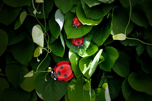 Download Lucky Bug, Green, Leaves. Royalty-Free Stock Illustration ...