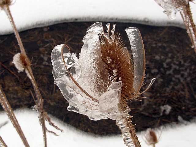 Invierno Invernal Escarcha - Foto gratis en Pixabay