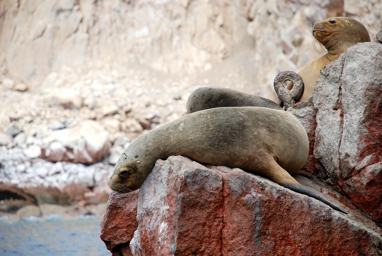 Islas Ballestas Peru Paracas Lobos - Foto gratis en Pixabay